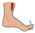 Extension Of Toes