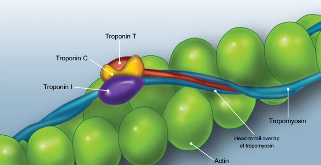 The role of troponin testing in primary care - Best tests December 2009